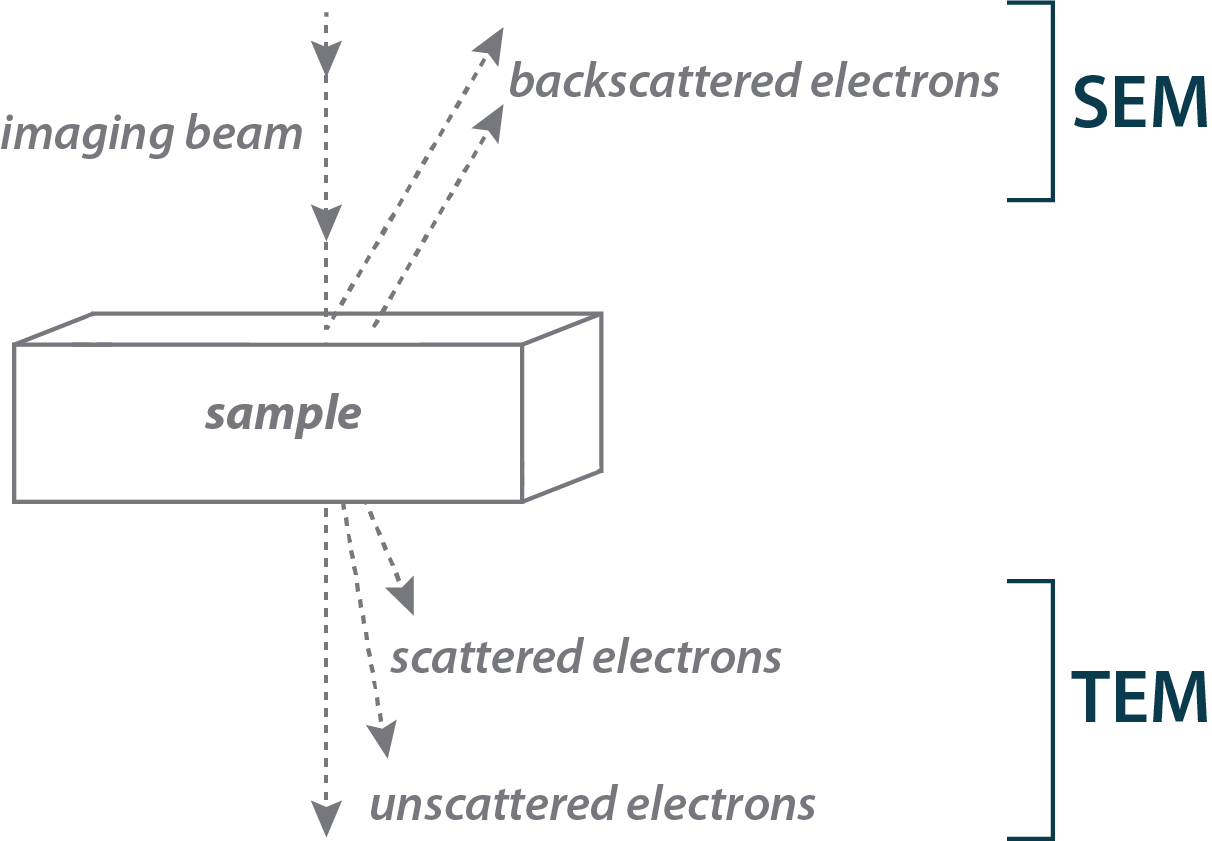 1.3 Scanning Electron Microscopy | Atlas of Bacterial and Archaeal Cell ...